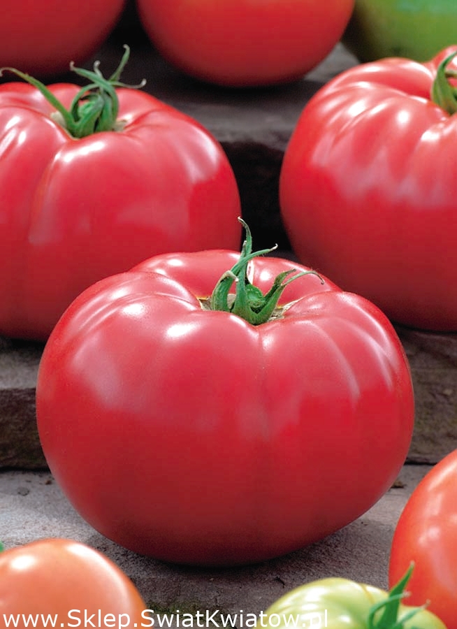 Pomidor Maliniak - gruntowy, malinowy, sztywnołodygowy - Sklep Świat Kwiatów | Dostawa gratis!