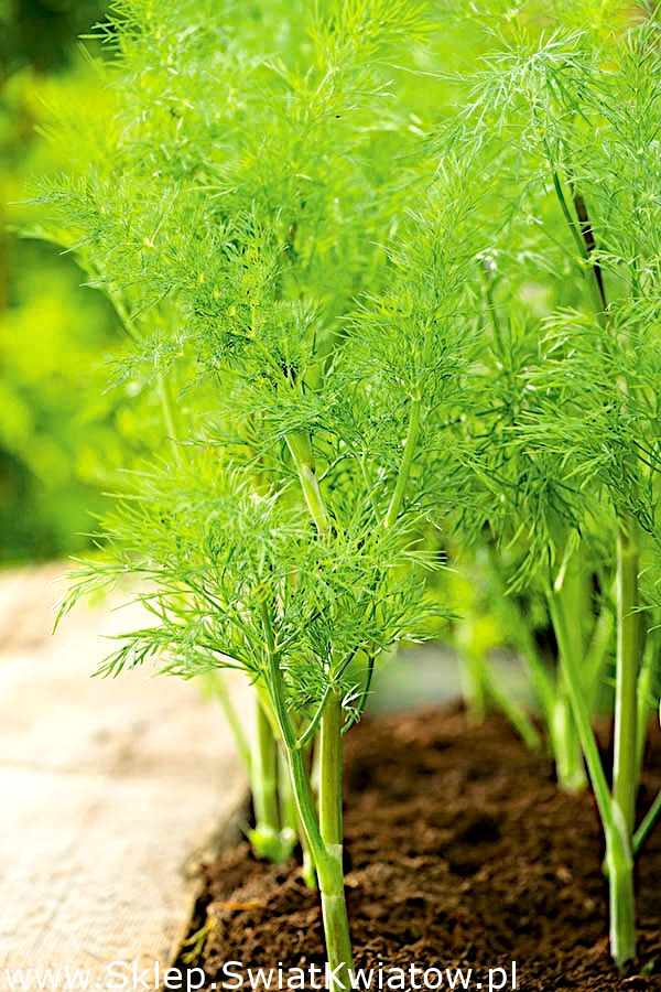 Koper ogrodowy Szmaragd - NASIONA OTOCZKOWANE - Sklep Świat Kwiatów ...