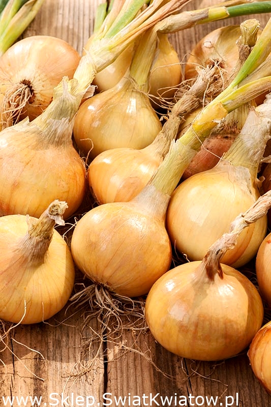 Cebula Agra - Sklep Świat Kwiatów | Dostawa gratis!