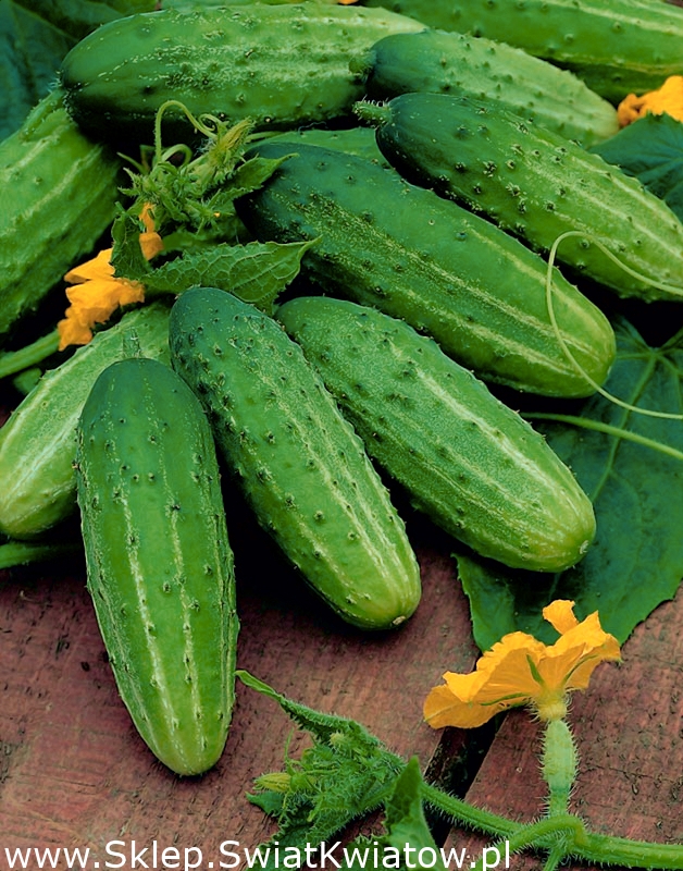 Ogórek Śremski Nowy F1 - gruntowy - Sklep Świat Kwiatów | Dostawa gratis!