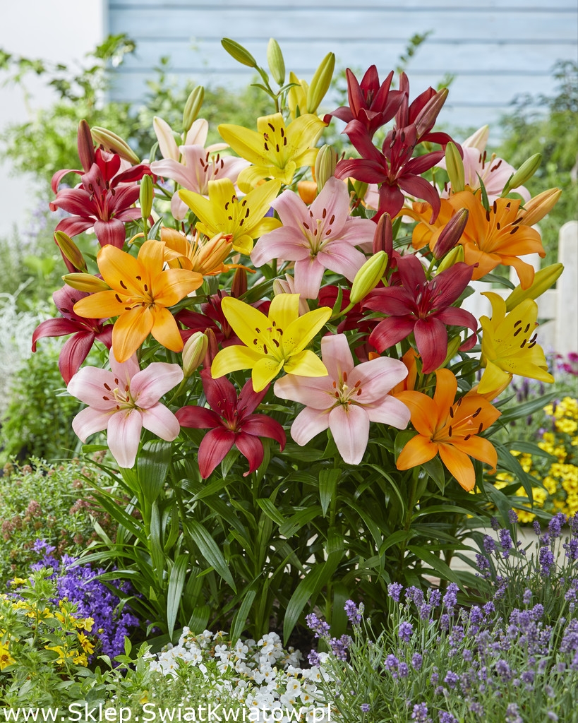 Lilia mix - 10 szt - Sklep Świat Kwiatów | Dostawa gratis!