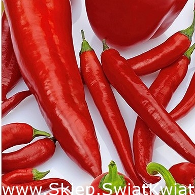 Papryka ostra - mieszanka odmian - Sklep Świat Kwiatów | Dostawa gratis!