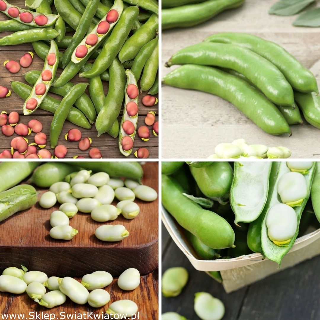Nasiona bobu - zestaw 4 odmian nasion warzyw - Sklep Świat Kwiatów ...