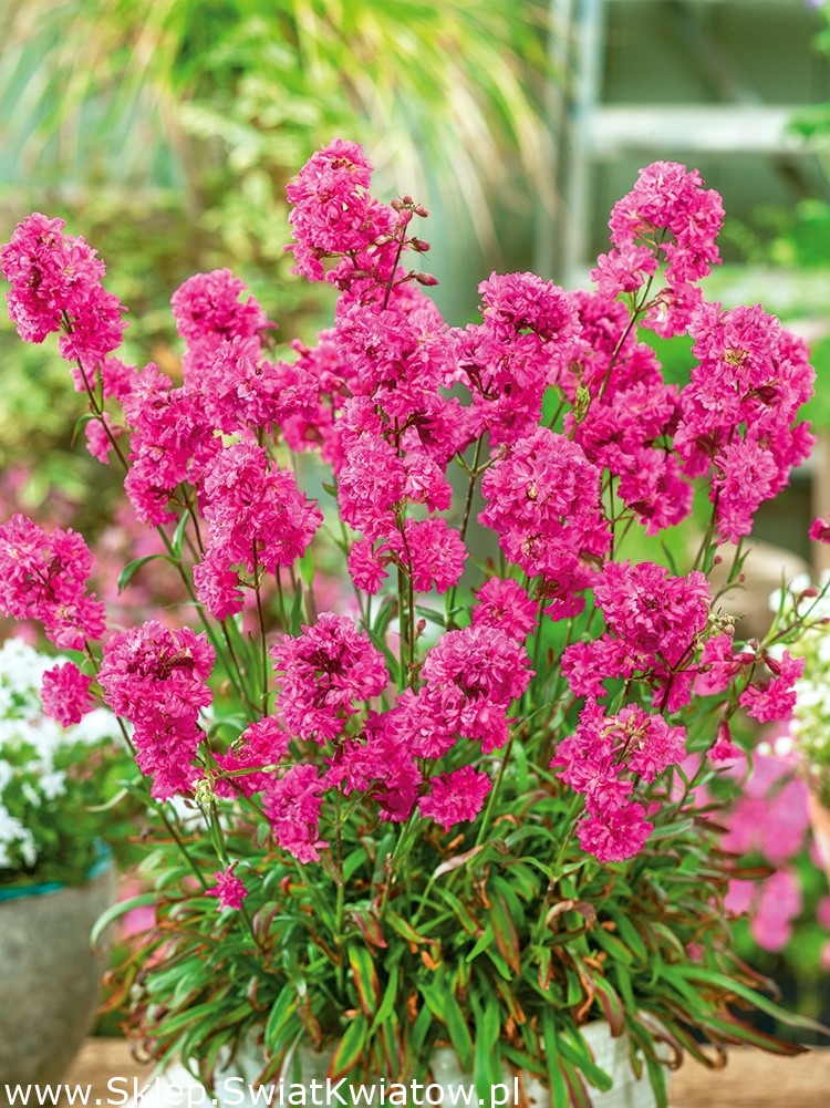 Firletka smółka - różowa - Sklep Świat Kwiatów | Dostawa gratis!