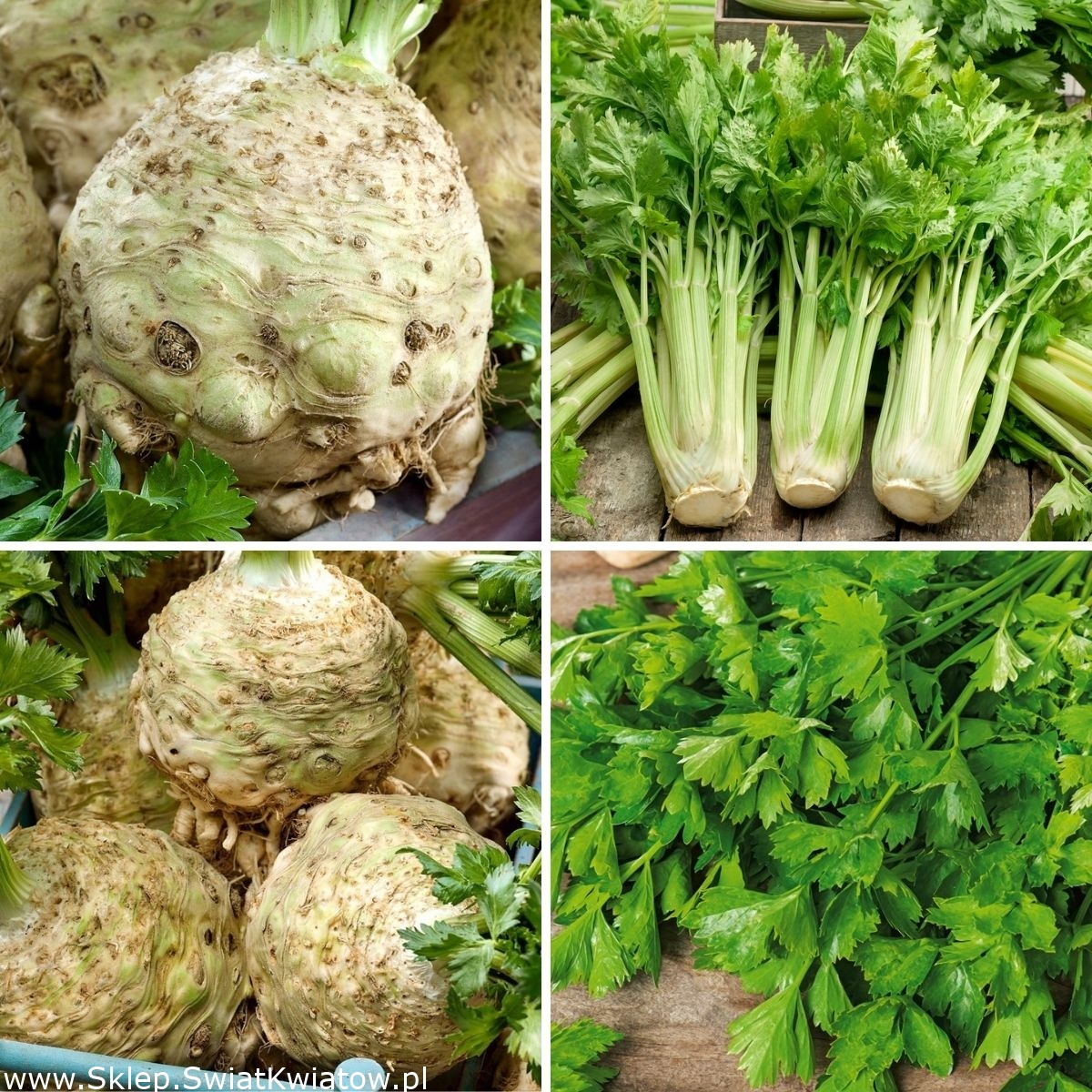 Nasiona selera korzeniowego i naciowego - zestaw 4 odmian - Sklep Świat ...