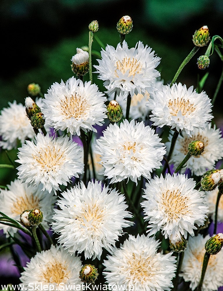 Chaber bławatek biały - Sklep Świat Kwiatów | Dostawa gratis!