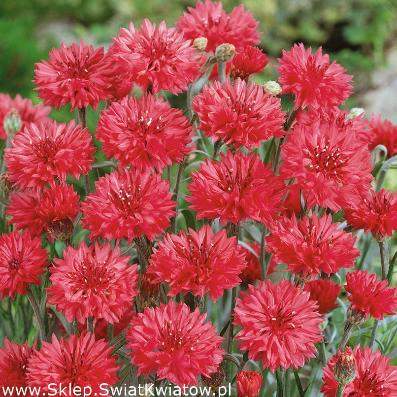 Chaber bławatek czerwony - Sklep Świat Kwiatów | Dostawa gratis!