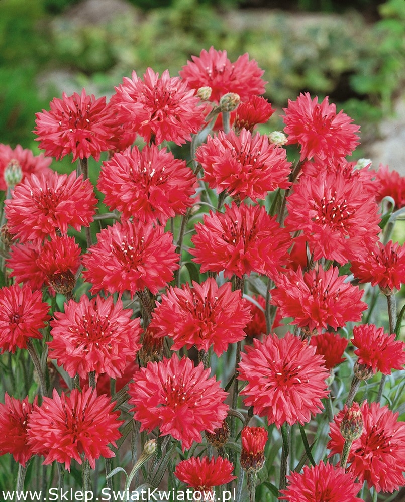 Chaber bławatek czerwony - Sklep Świat Kwiatów | Dostawa gratis!