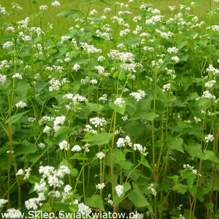 Gryka Korona - 1 kg - Sklep Świat Kwiatów | Dostawa gratis!