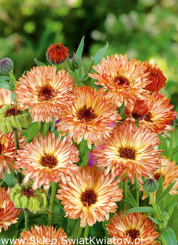 Nagietek lekarski Sunset Buff - Sklep Świat Kwiatów | Dostawa gratis!