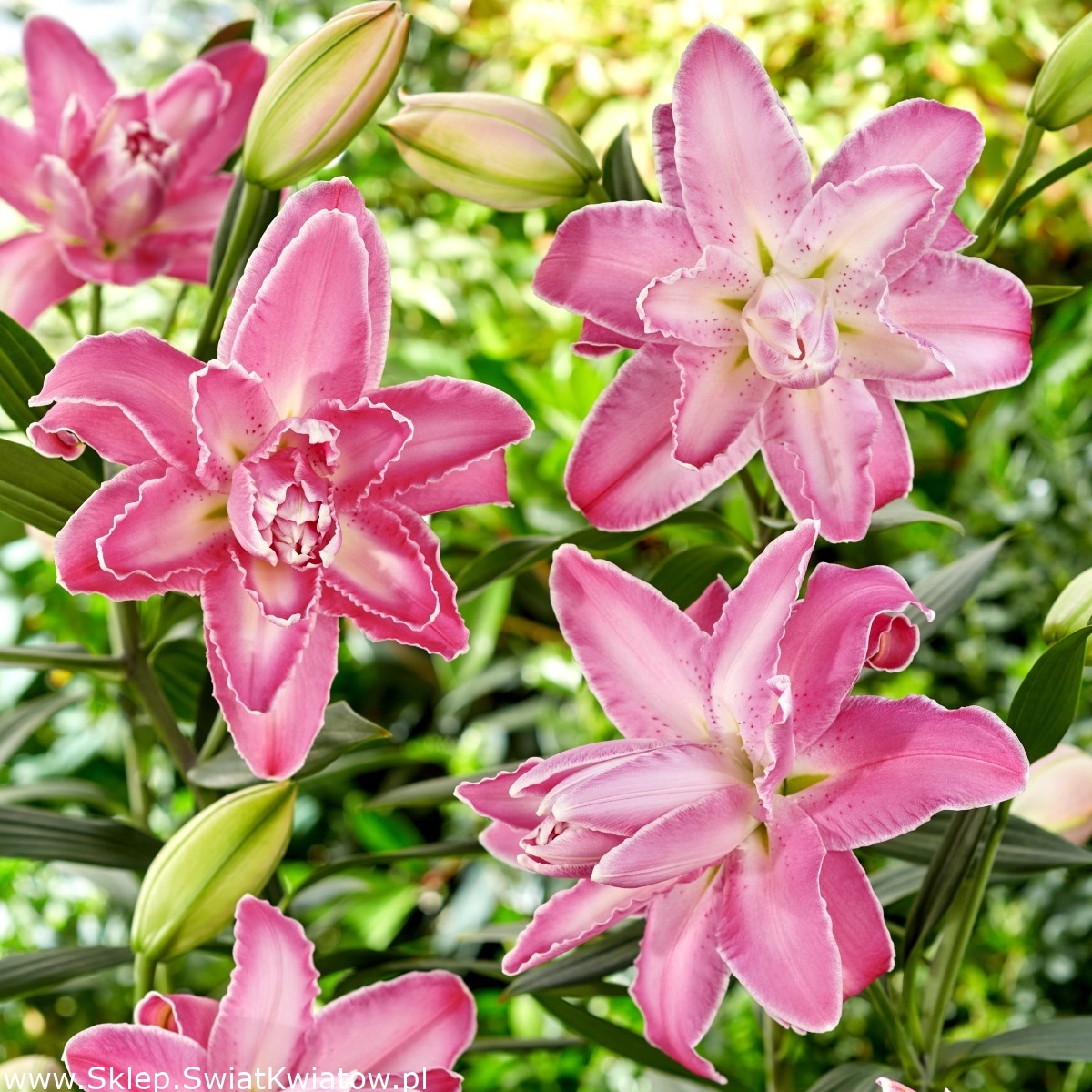 Lilia - Lotus Wonder - orientalna, pełna - Sklep Świat Kwiatów ...