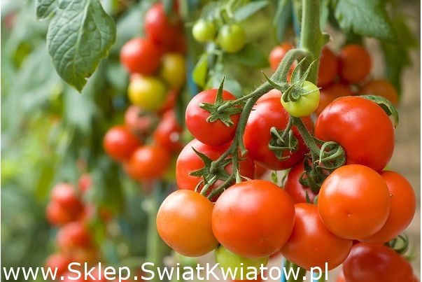 Pomidor Pokusa - wysoki czereśniowy - Sklep Świat Kwiatów | Dostawa gratis!