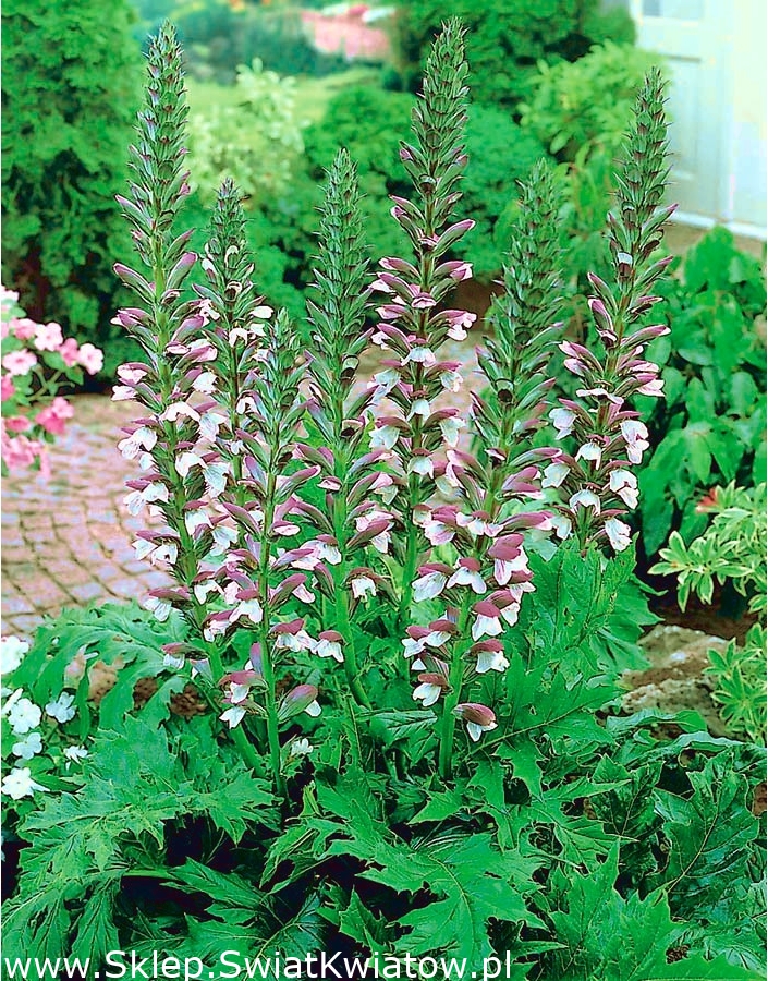 Akant miękki - Sklep Świat Kwiatów | Dostawa gratis!